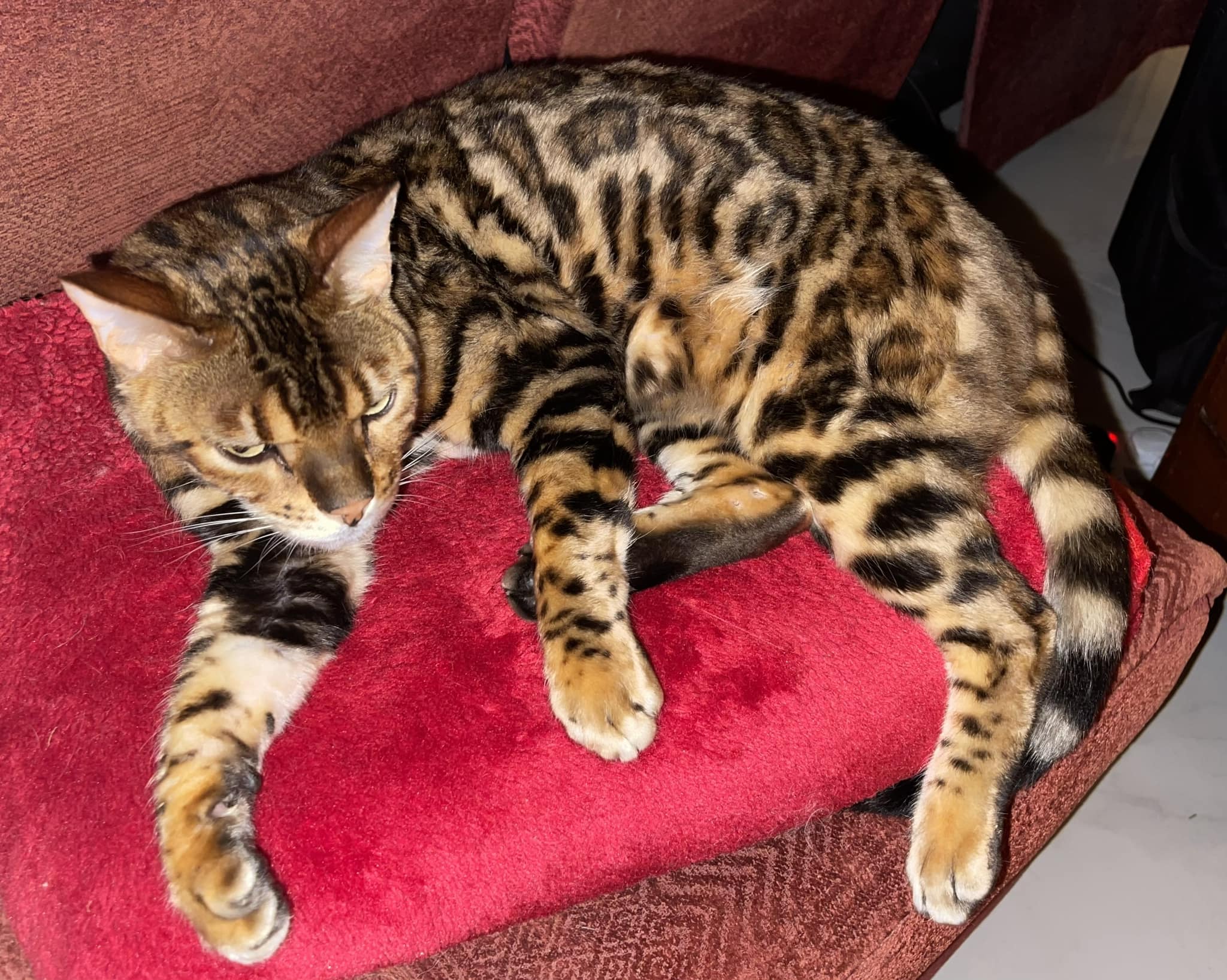 Marble Bengal's broken leg - a Personal Causes crowdfunding project in ...