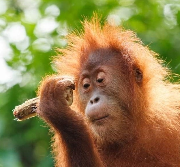 Xander's Digital art for Borneo: monkeys - a Charities crowdfunding ...