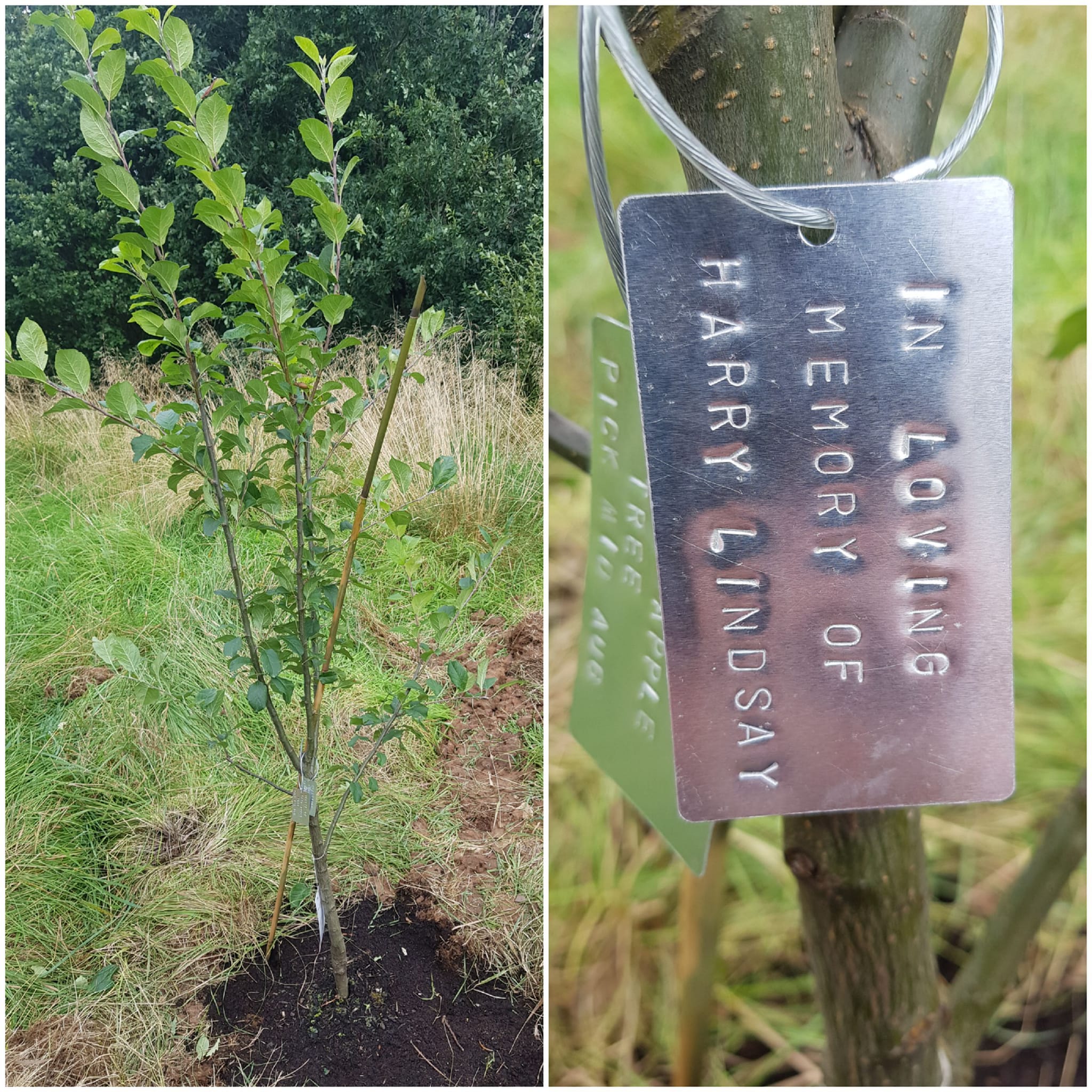 Phantom Planters Memorial Tree Planting Draw. - a Environment ...