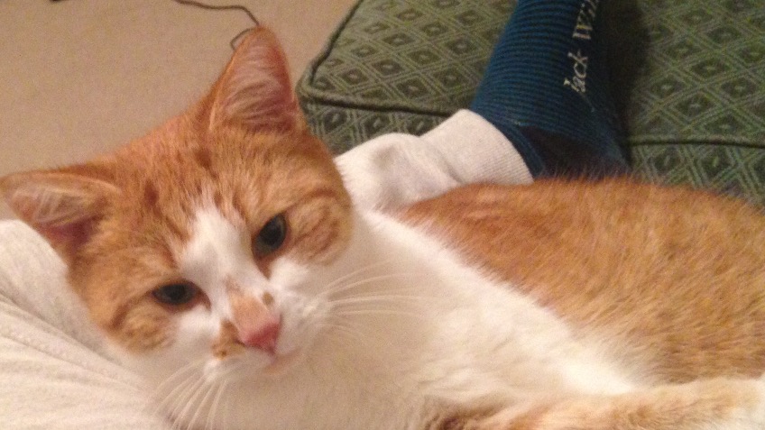Boris the cat needs an operation - a Charities crowdfunding project in ...