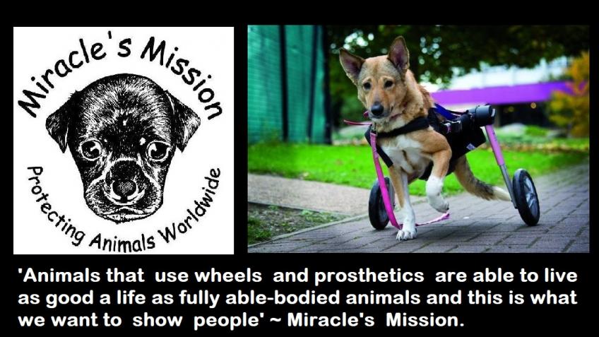 Help Miracle's Mission Enable Disabled Animals - a Charities ...