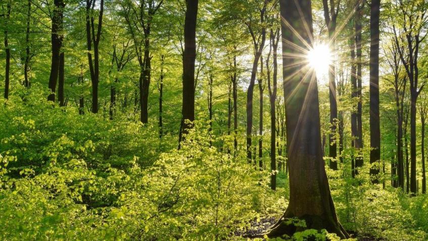 Thriving with Nature (Community Project) - a Charities crowdfunding ...