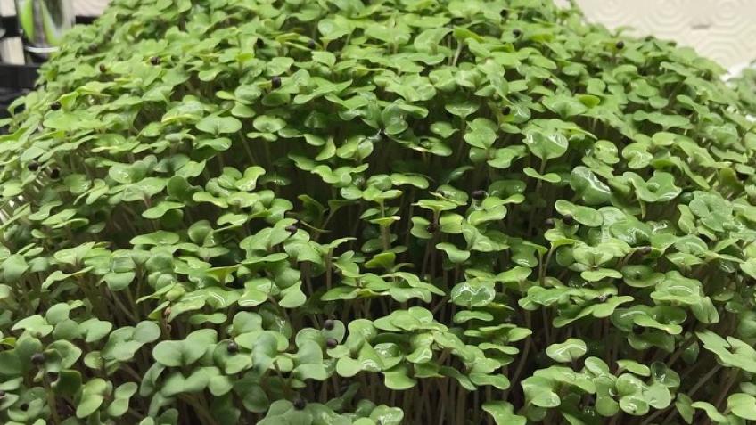 Micro Farm Expansion - a Food and Drink crowdfunding project in Tebay ...