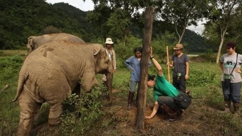 Volunteering with endangered animals in Africa! - a Personal Causes ...