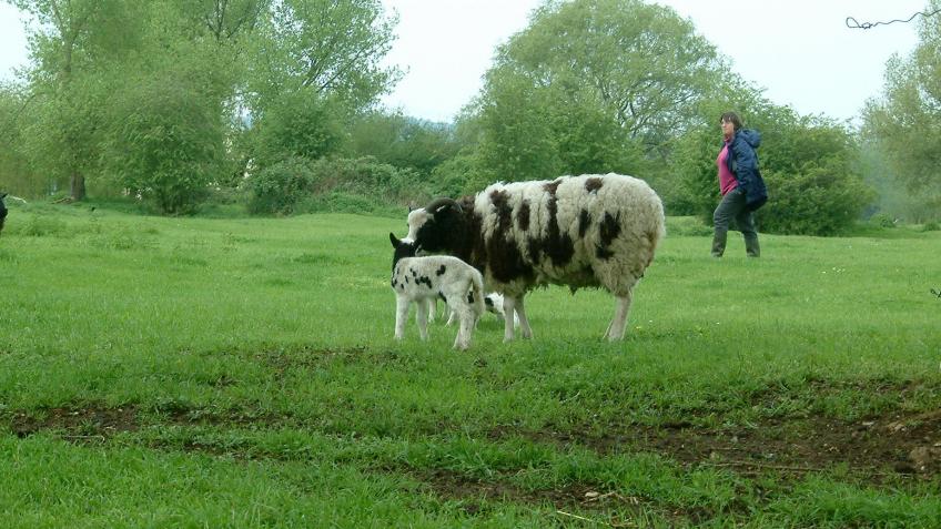 Save Meadow and Horse Fields in Iffley Village - a Community ...