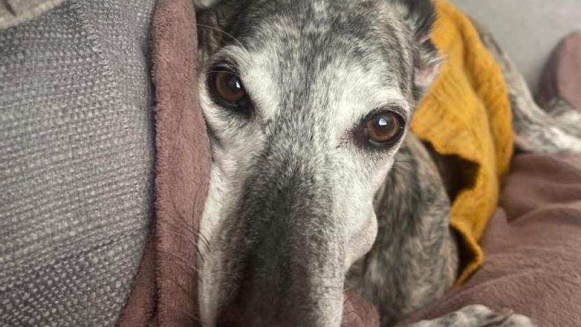 Fly’s Cancer Treatment - a Personal Causes crowdfunding project in ...