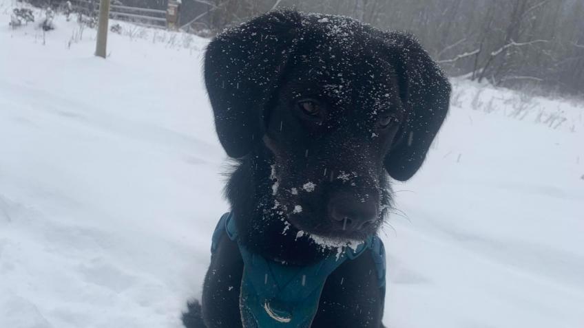 Help our 8 month old Puppy Cosmos to run again - a crowdfunding project ...