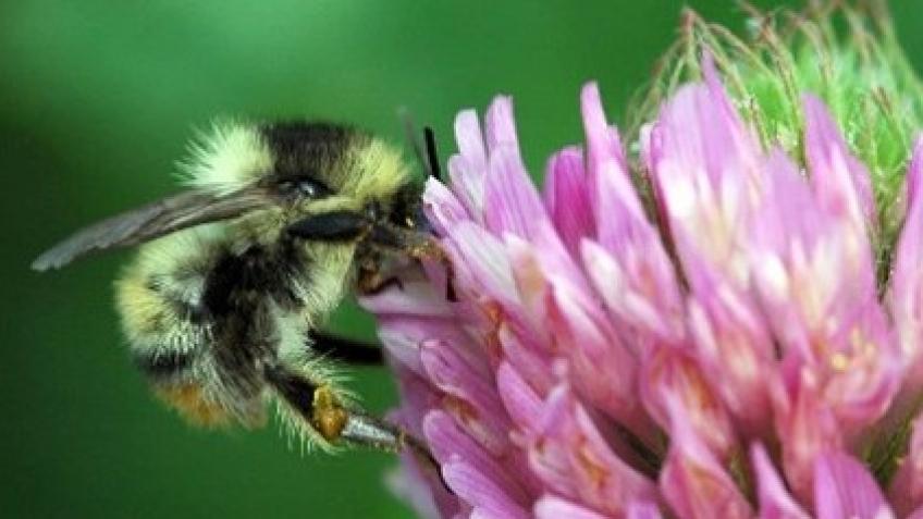 Cool Bugs Wales - a Environment crowdfunding project in Cardiff by The ...