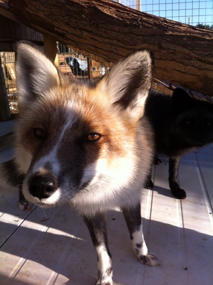 Wildside Furry Exotics - a Community crowdfunding project in Ombersley ...