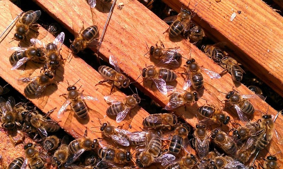 Generation Bee - a crowdfunding project in Dumfries by golden-age-honey