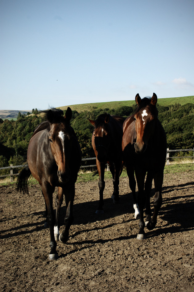 Pastures New - a Community crowdfunding project in Littleborough by ...