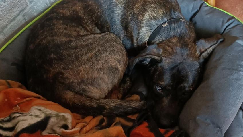 Buddy the dog - a Personal Causes crowdfunding project in Bedford by ...