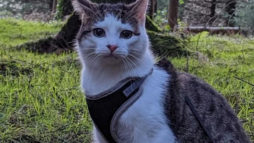 Save Little Archie, From leaving my side today! - a Personal Causes ...