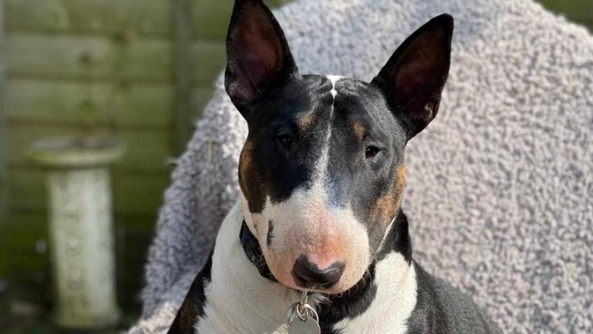 Dotty Dog's Last Days' Surgery and Care - a Personal Causes ...