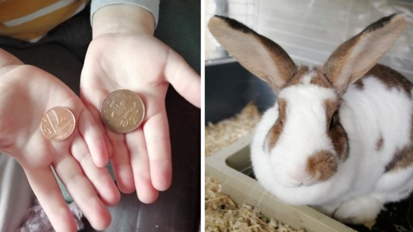 Rabbit Rescue in South Wales needs help - a Charities crowdfunding ...
