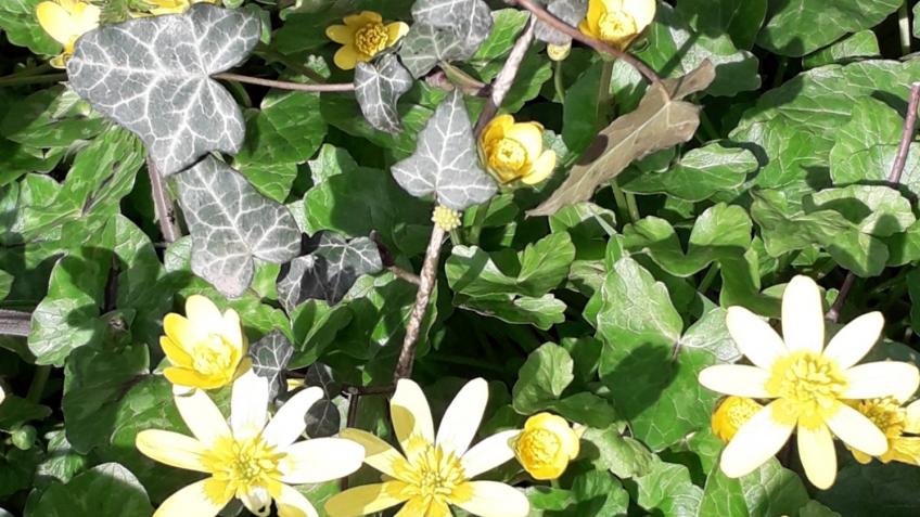 Sarah's Walk for Angie - a Personal Causes crowdfunding project in ...