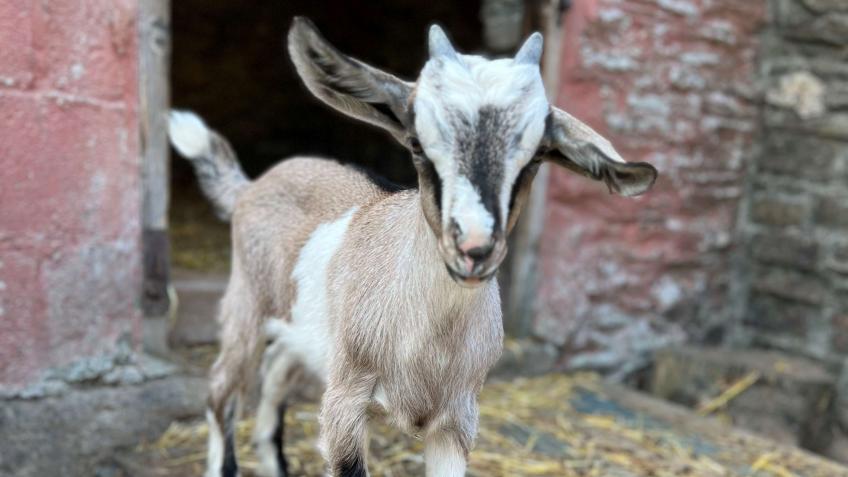 Scilly Billy Appeal - a Environment crowdfunding project in Isles of ...