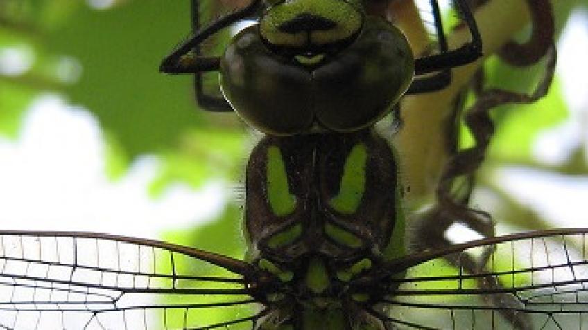 Dragonfly Organics - Growing for the future - a Community crowdfunding ...