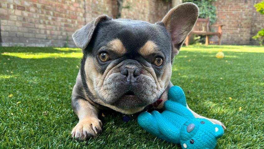 Will you help Shadow the Frenchie breathe easier? - a Charities ...