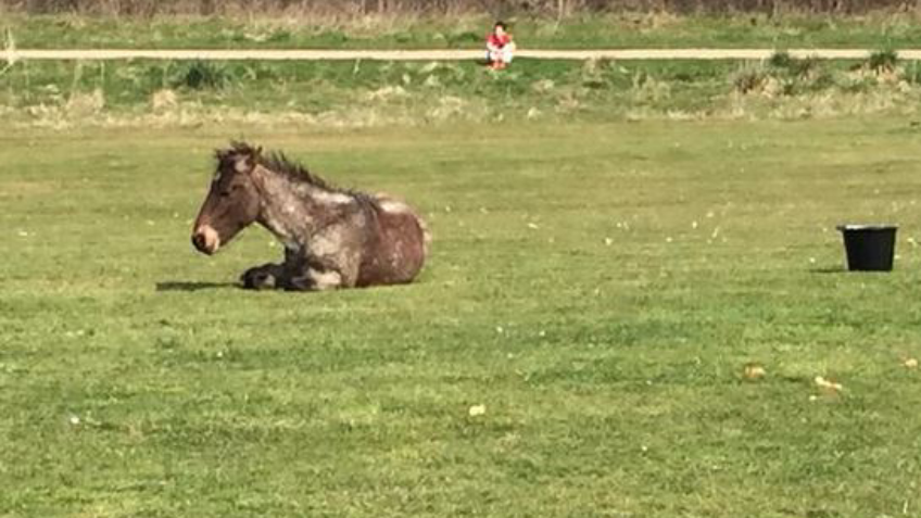 Wild Wilson Appeal - a Business crowdfunding project in Waltham Abbey ...