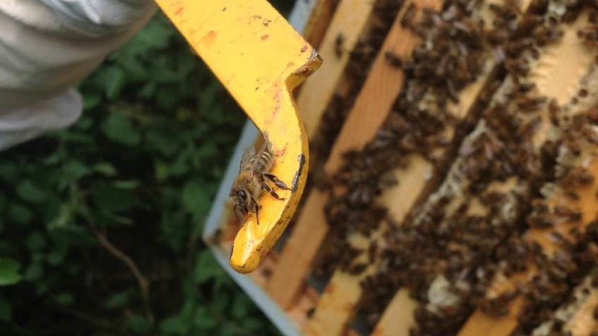 The Honey Bee Project - a crowdfunding project in Grimsby by shaun scargall