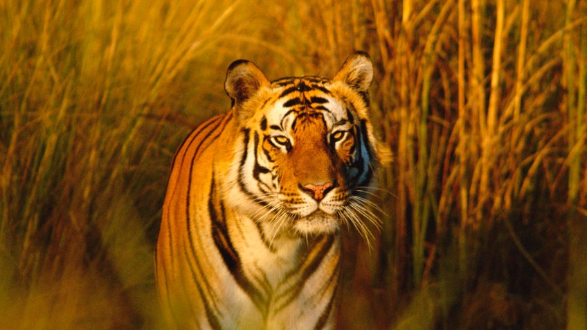 Save The Bengal Tiger - a Community crowdfunding project in by wwf_uk