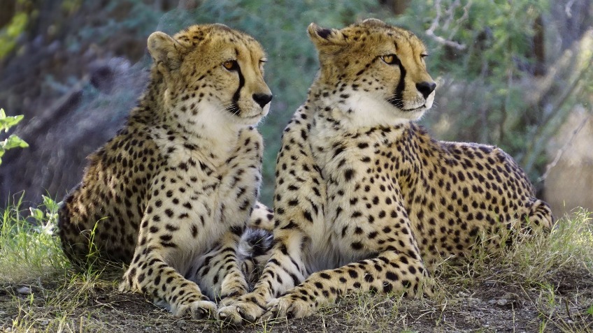 Carnivore Conservation in Southern Namibia - a crowdfunding project in ...