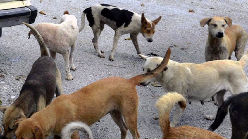 Do Street Dogs Make Good Pets