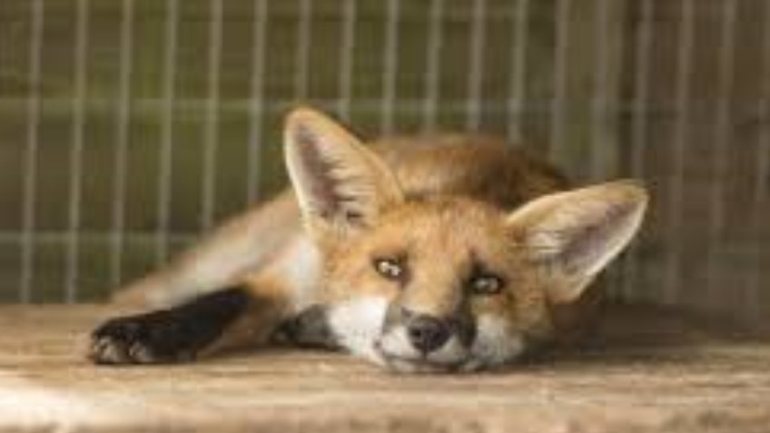 Oak and Furrows - Local Wildlife Charity - a Charities crowdfunding ...