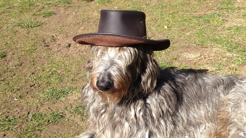 Helping people find their missing animals - a Community crowdfunding ...