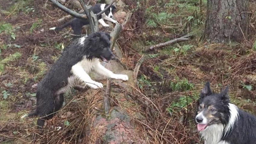 SL SHEEPDOGS - a Business crowdfunding project in Durham by shepherd87