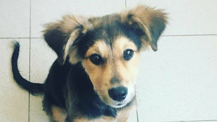 Saving the Lives of Death Row Dogs - a Charities crowdfunding project ...