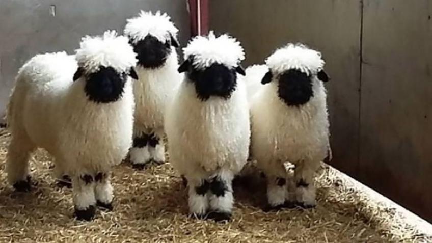 Holly's quest to breed this super cool rare sheep - a crowdfunding ...