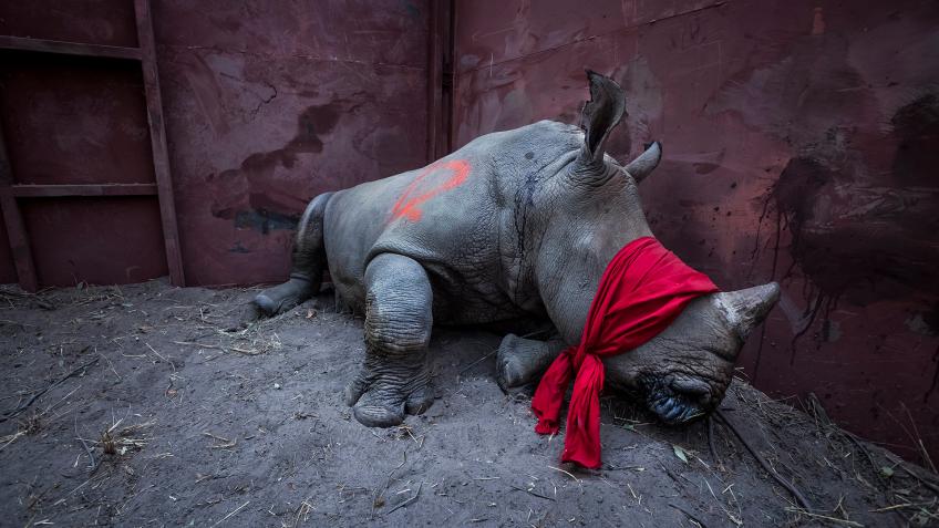 Make Poaching History - a crowdfunding project in Kenn by Neil Aldridge