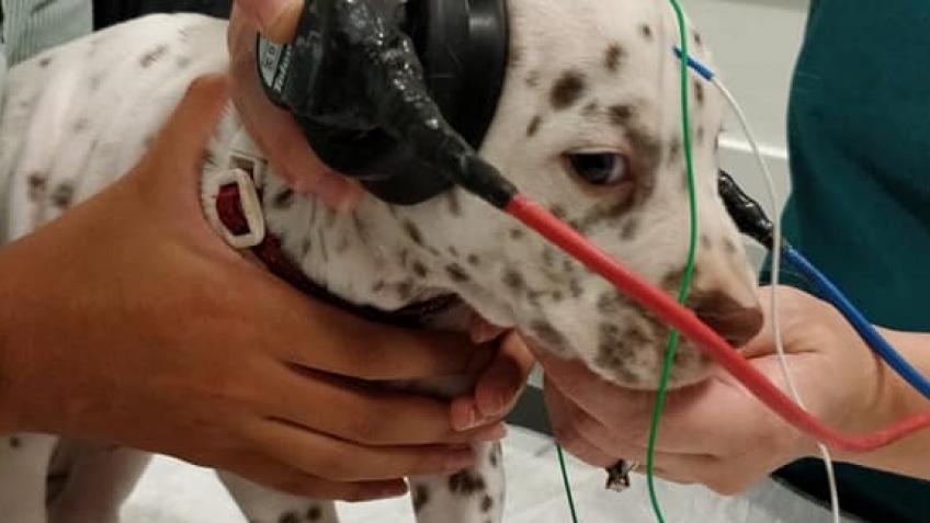 What Is A Baer Test For Dogs