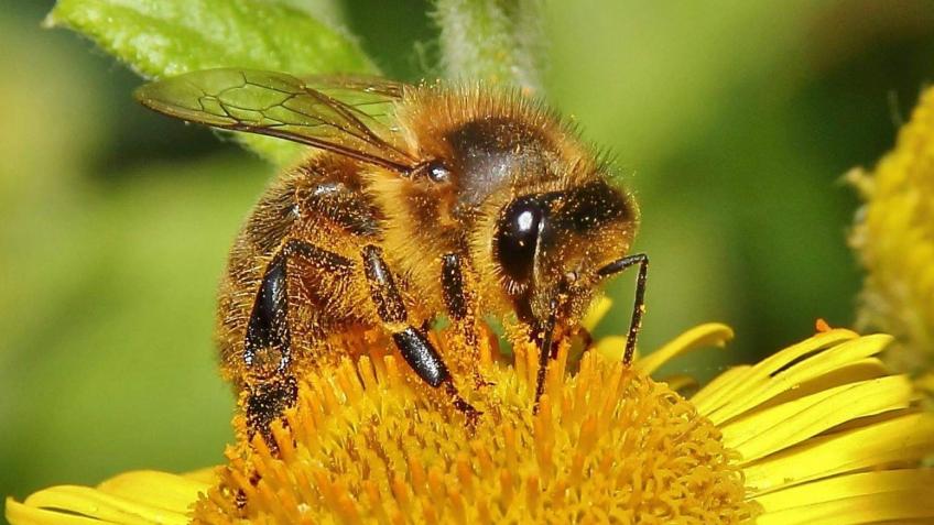 The Great British Bee Project - a Environment crowdfunding project in ...