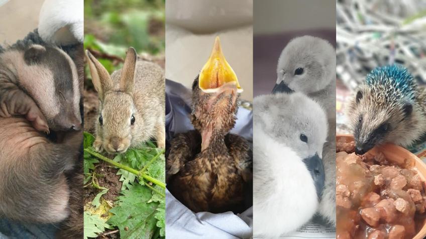 Help us to rehabilitate our orphaned wildlife! - a Charities ...
