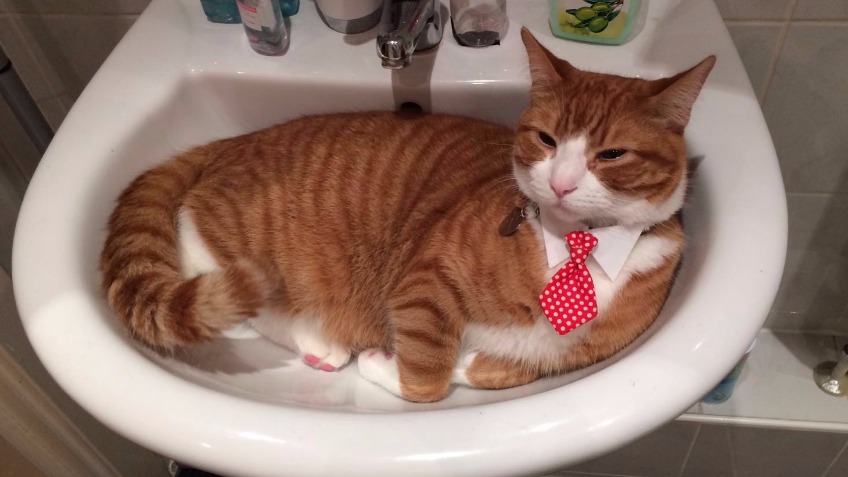 Help save our cat Linus Pauling - a Social Enterprise crowdfunding ...