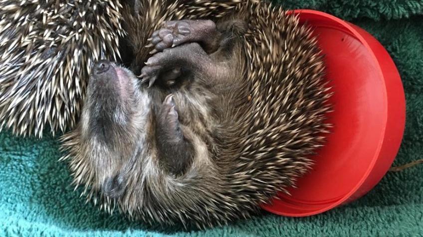 Hedgehog Hospital & Rehabilitation Centre - a Community crowdfunding ...